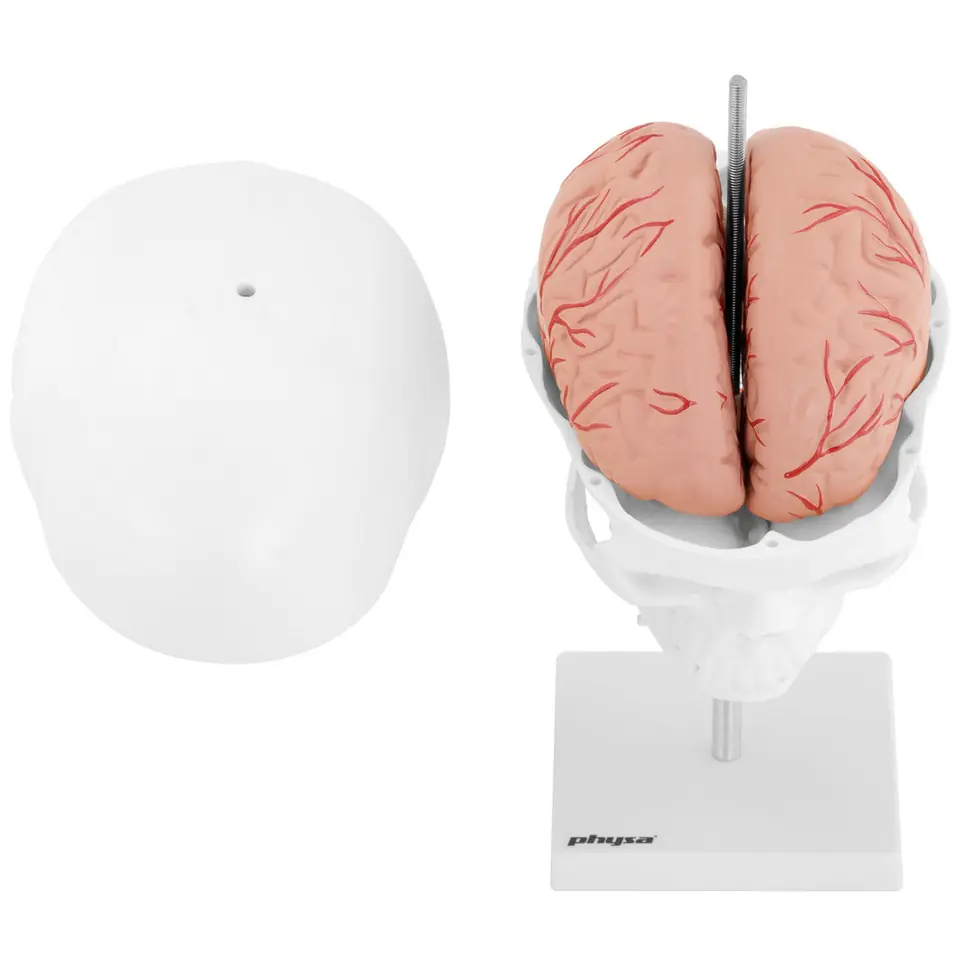 3D anatomical model of a human skull with a brain of 7 vertebrae, scale ...