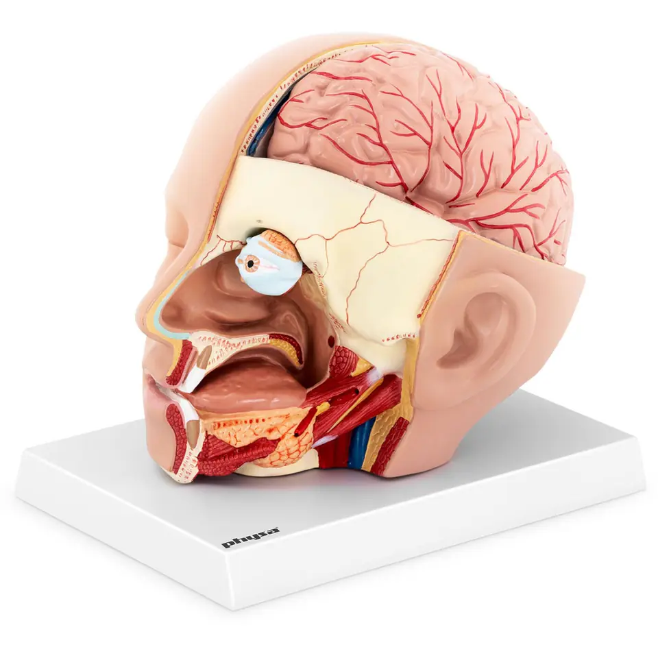 3D anatomical model of the head and brain of a human scale 1:1 ...