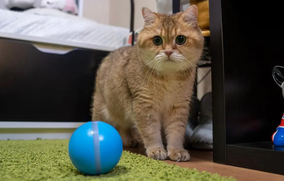 Interactive ball for dogs and cats Cheerble W1 blue | Wasserman.eu