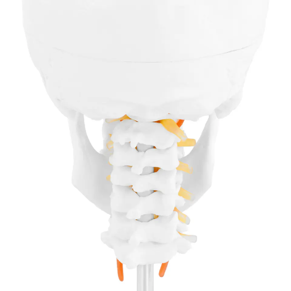 3D anatomical model of a human skull with a brain of 7 vertebrae, scale ...