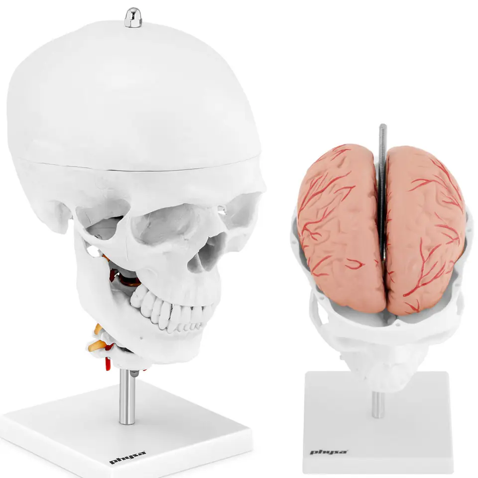 3D anatomical model of a human skull with a brain of 7 vertebrae, scale ...
