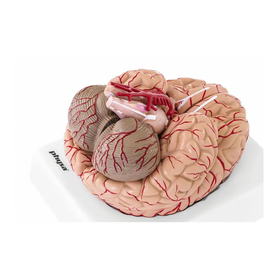 Anatomical model of the human brain 9 elements on a 1:1 scale ...
