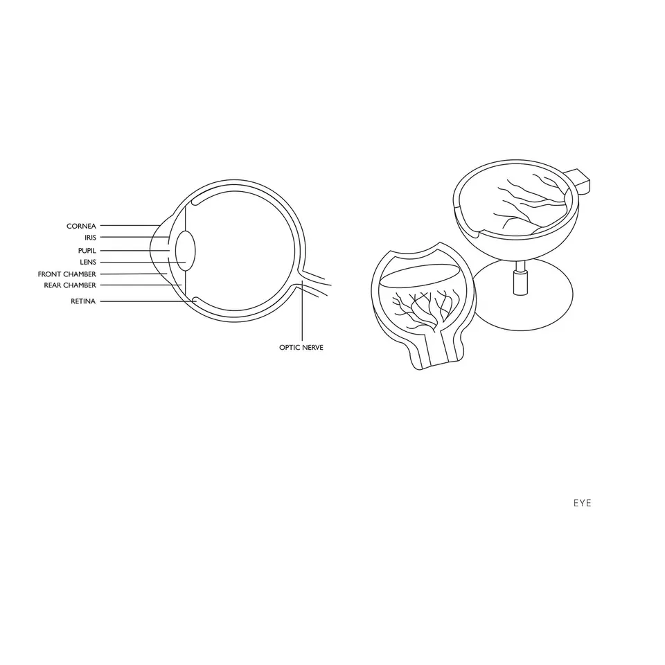 Anatomical model of the human eyeball 7 elements | Wasserman.eu