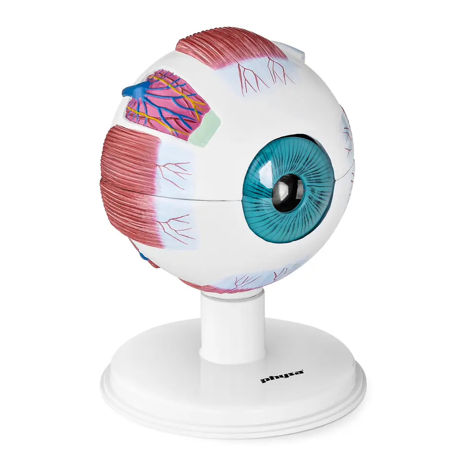 Anatomical model of the human eyeball 7 elements | Wasserman.eu