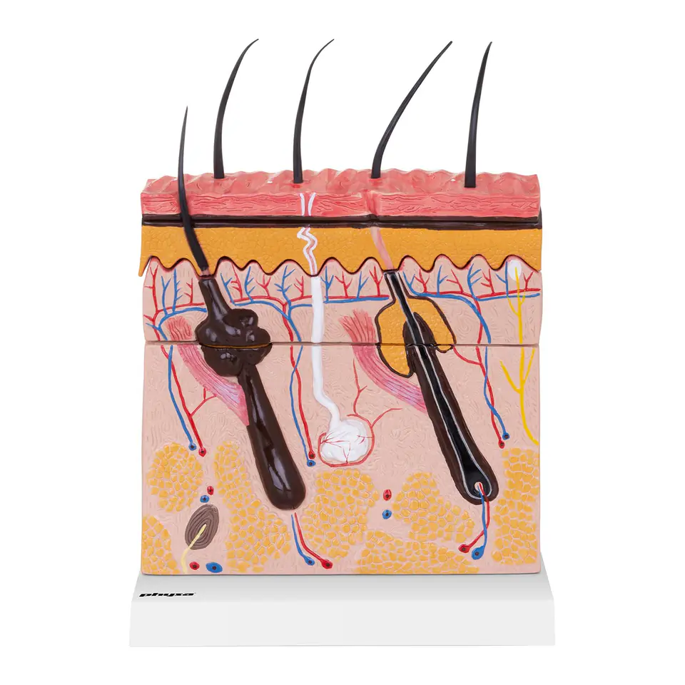 Anatomical model of human skin cross-section | Wasserman.eu