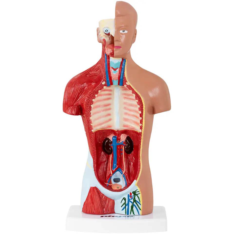 3D anatomisch model van menselijke romp | Wasserman.eu