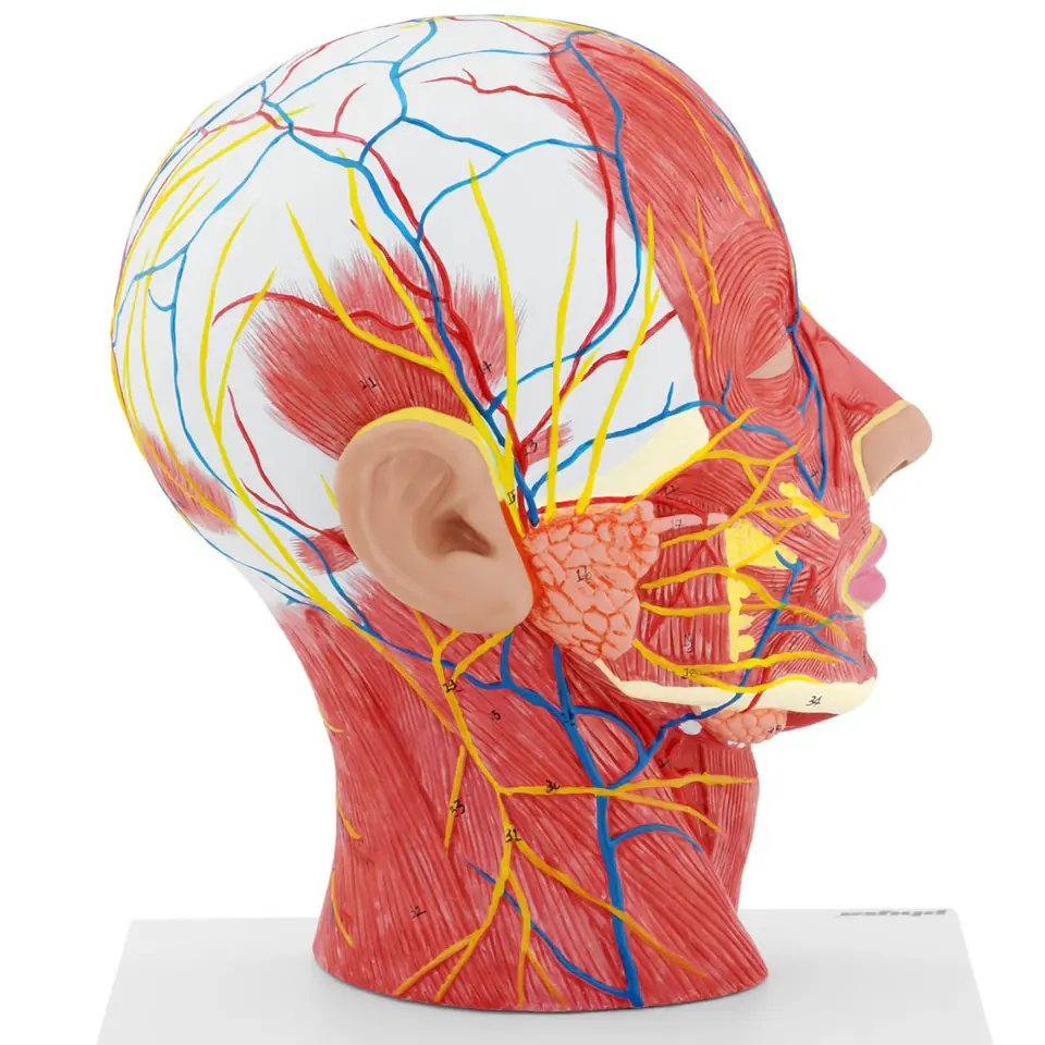 3D anatomical model of human head and neck scale 1:1 | Wasserman.eu