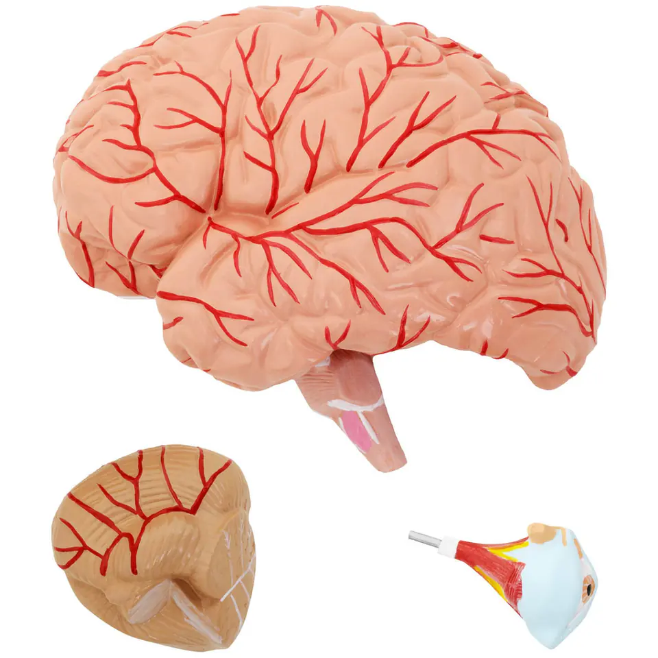 3D anatomical model of the head and brain of a human scale 1:1 ...