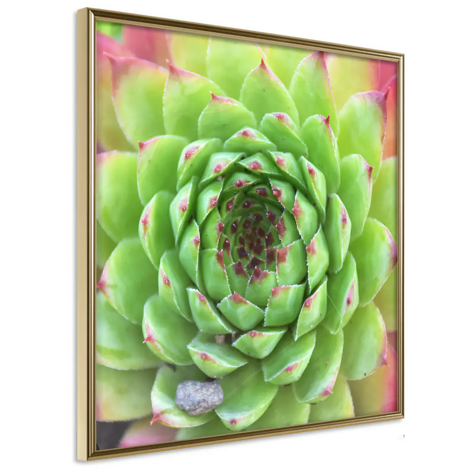 Poster - Stone rose (square) size 20x20, finish Gold frame | Wasserman.eu