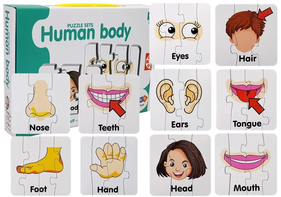 Educational Puzzle Body Parts Jigsaw Puzzle 10 connections English ...