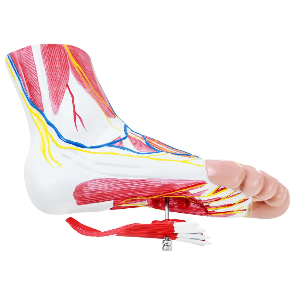 3D anatomical model of the human foot 1:1 scale | Wasserman.eu