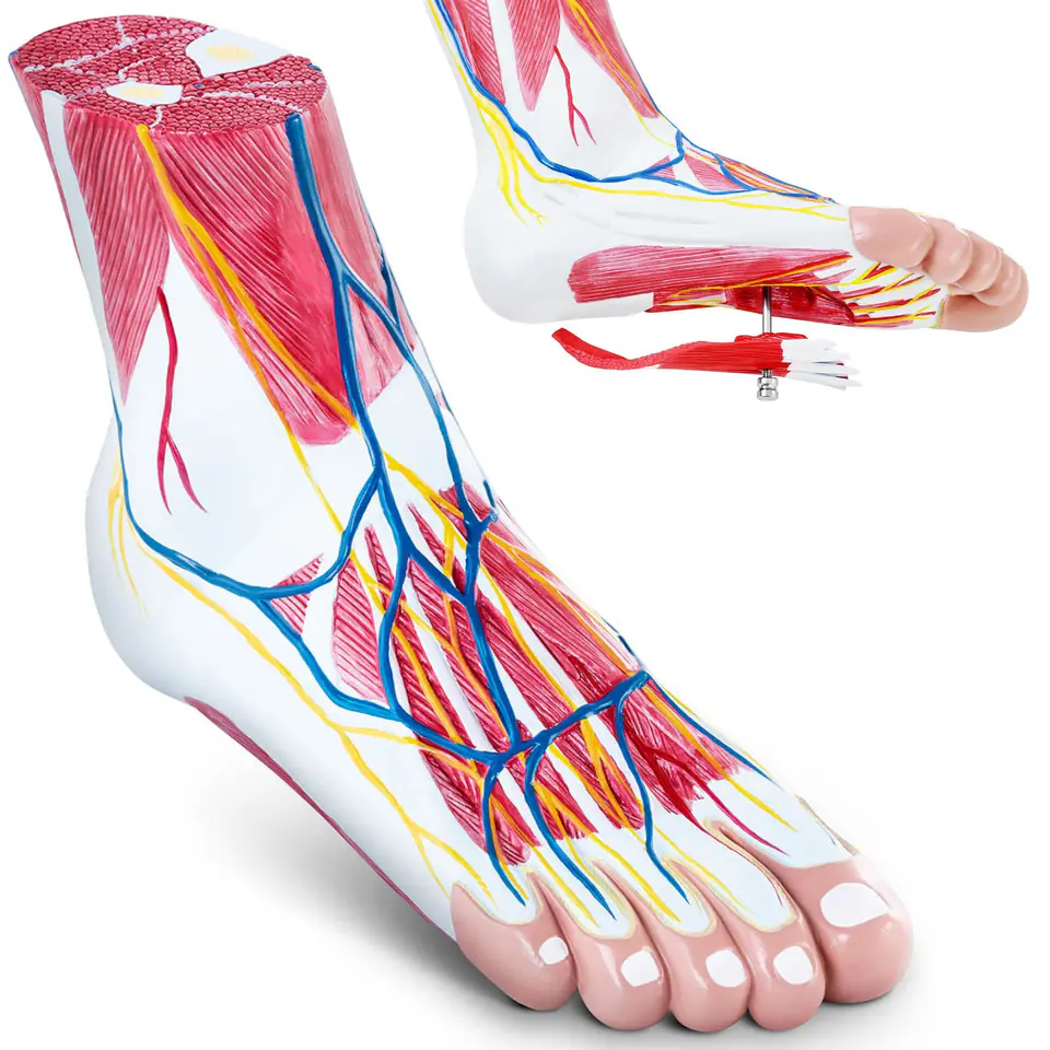 3D anatomical model of the human foot 1:1 scale | Wasserman.eu